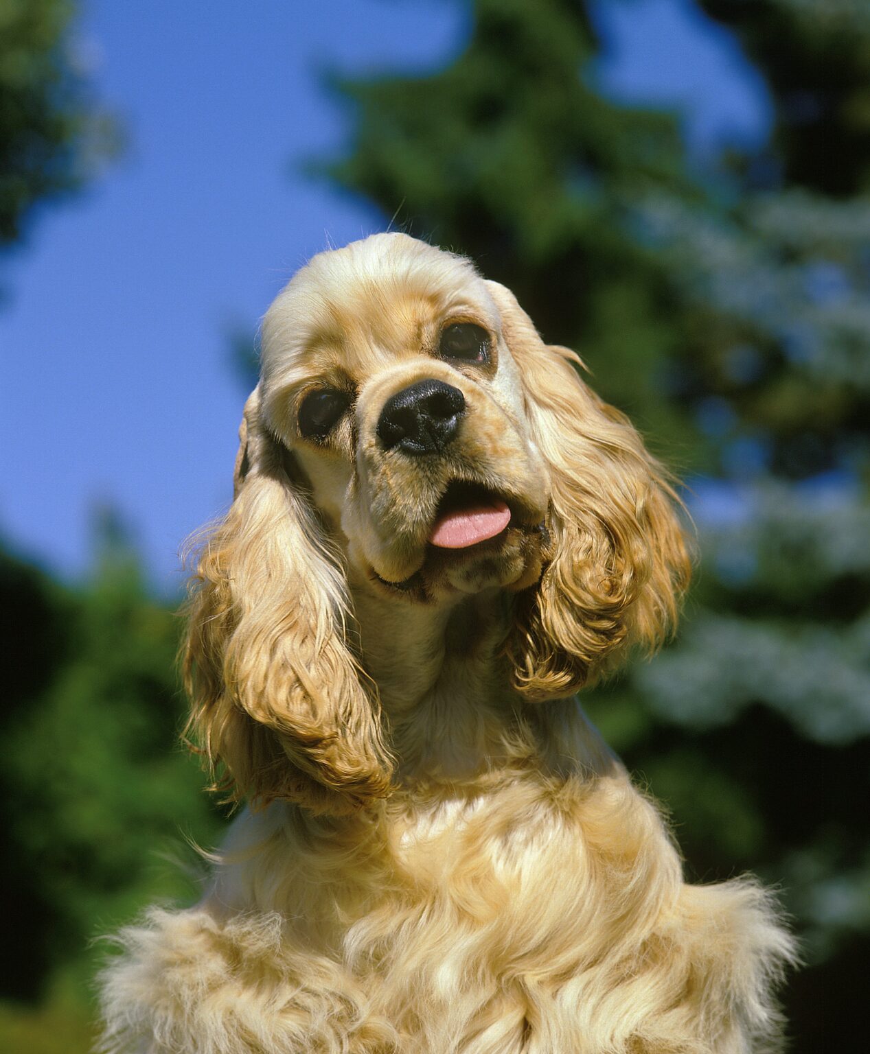 American Vs English Cocker Spaniel Differences - Fidose of Reality
