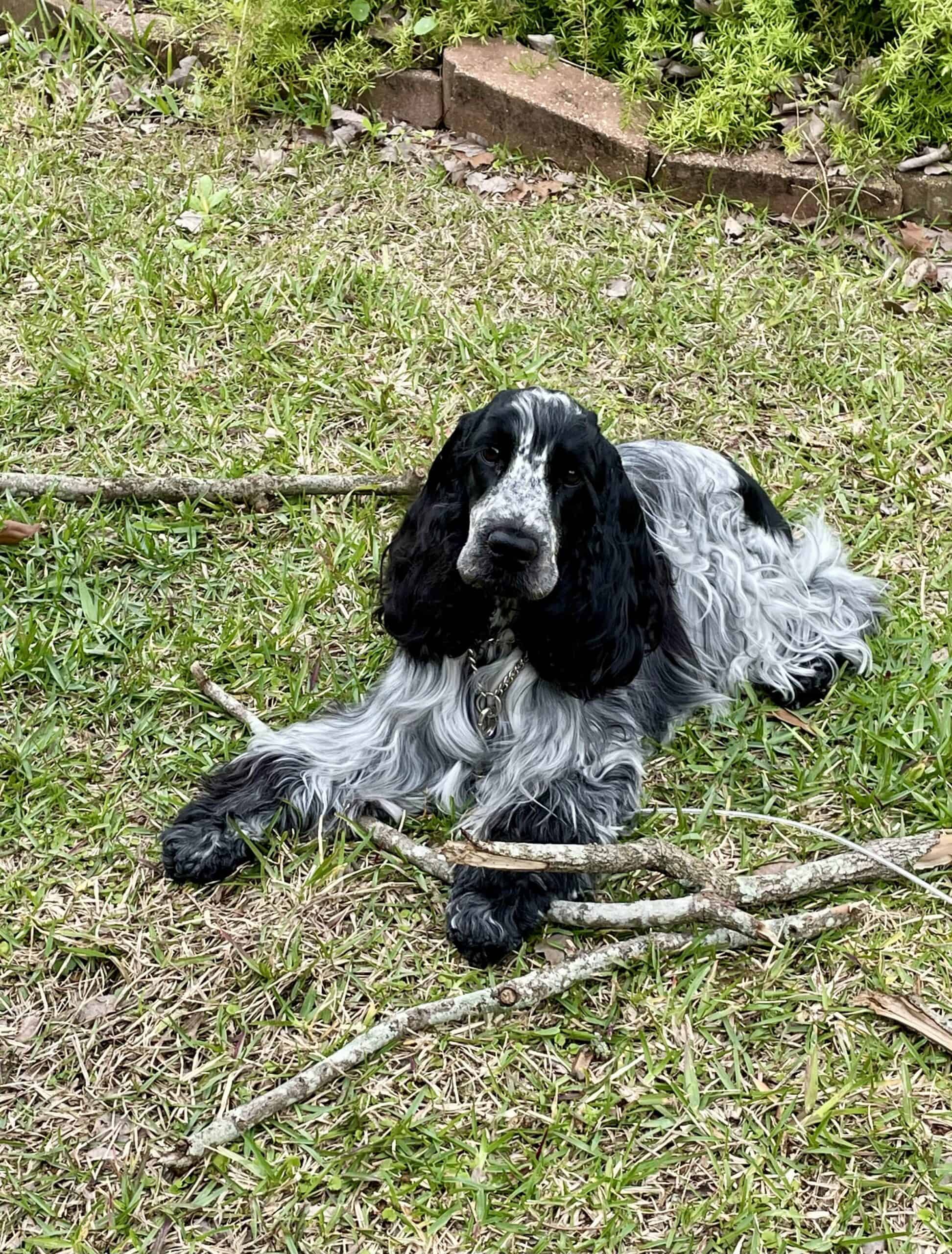 American Vs English Cocker Spaniel Differences - Fidose of Reality