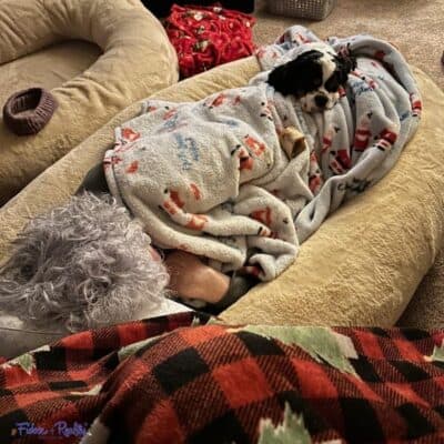 Is The Plufl Human Dog Bed Worth It? I Bought One To Find Out - Fidose ...