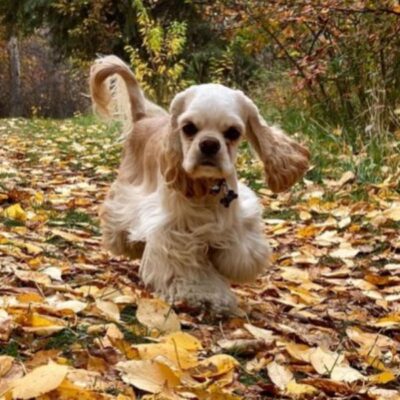 Why Are Cocker Spaniel Tails Docked: Is It Cruel? - Fidose of Reality