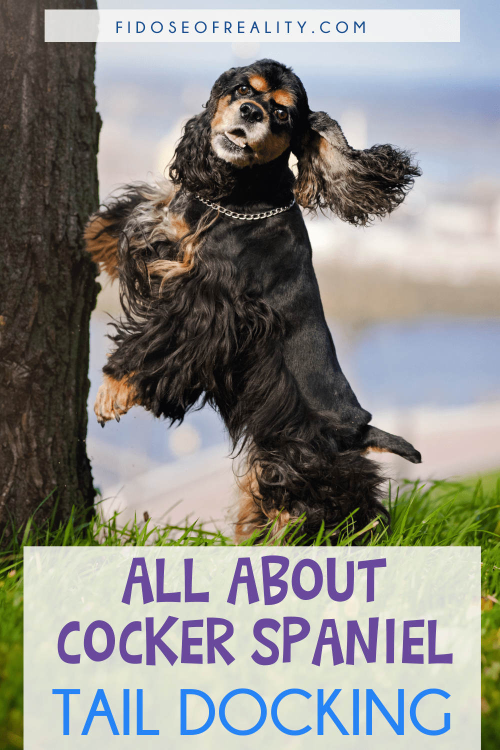 Why Are Cocker Spaniel Tails Docked: Is It Cruel? - Fidose of Reality