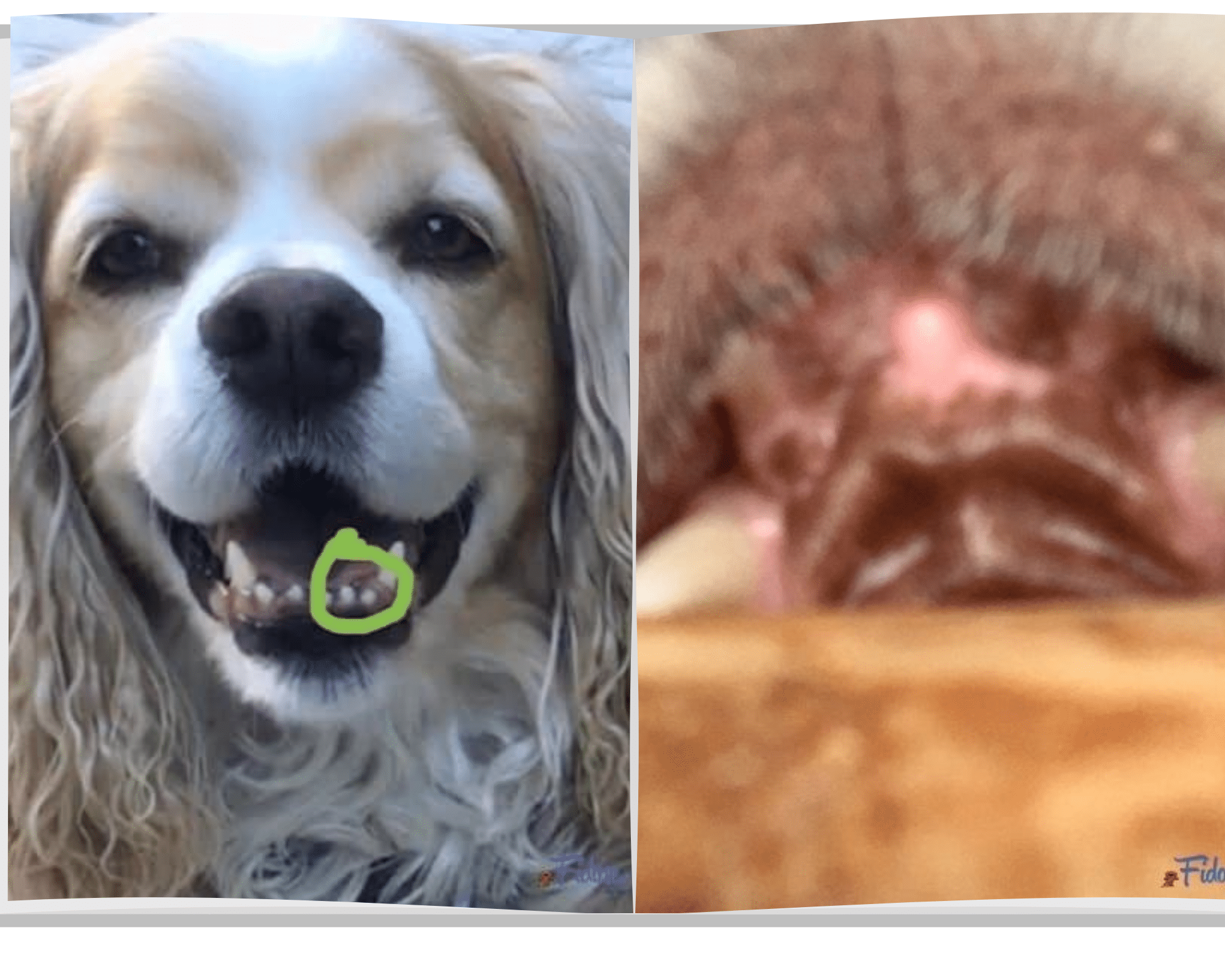 Dog Parent Guide to Lumps on a Dog - Fidose of Reality