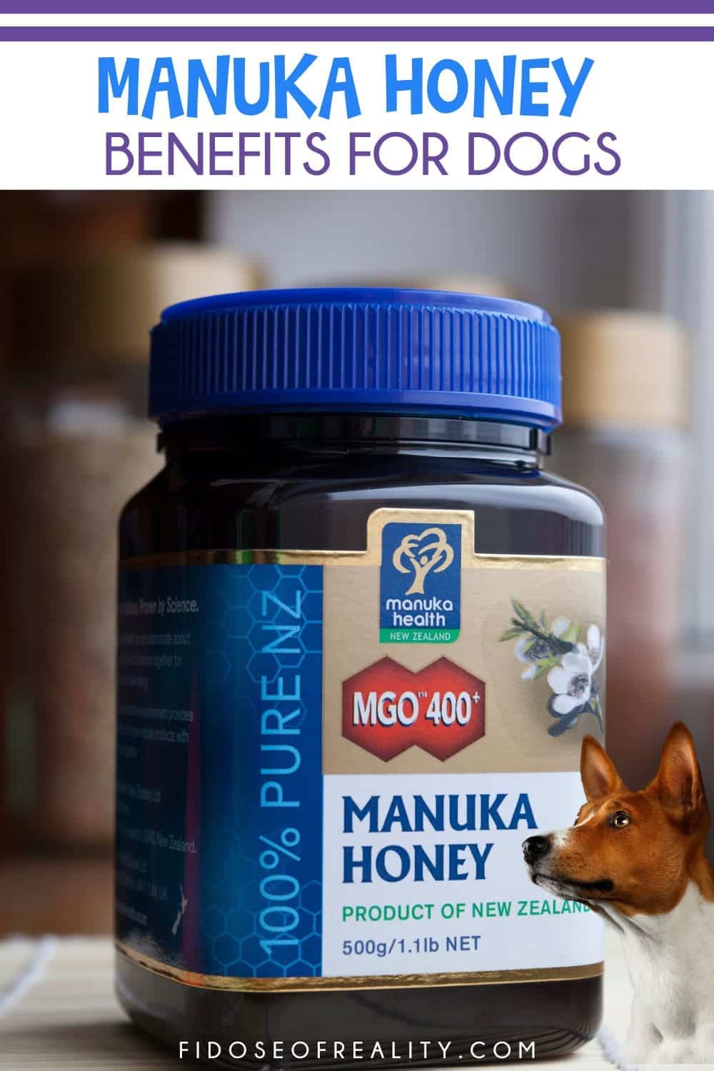 Manuka Honey For Dogs: Healing Reasons To Use It - Fidose of Reality