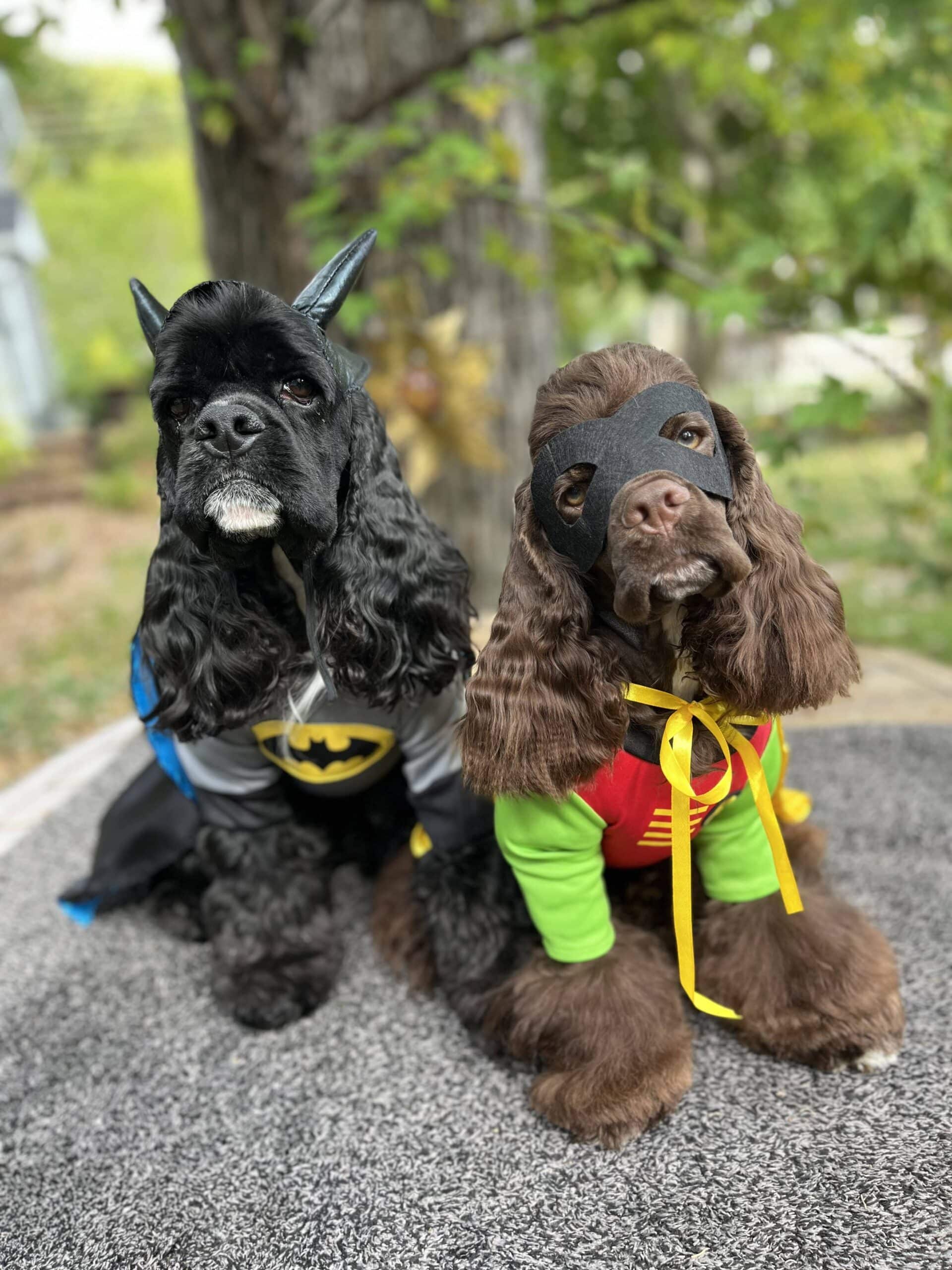 Fidose of Reality Halloween Photo Contest For Dogs 2023 - Fidose of Reality