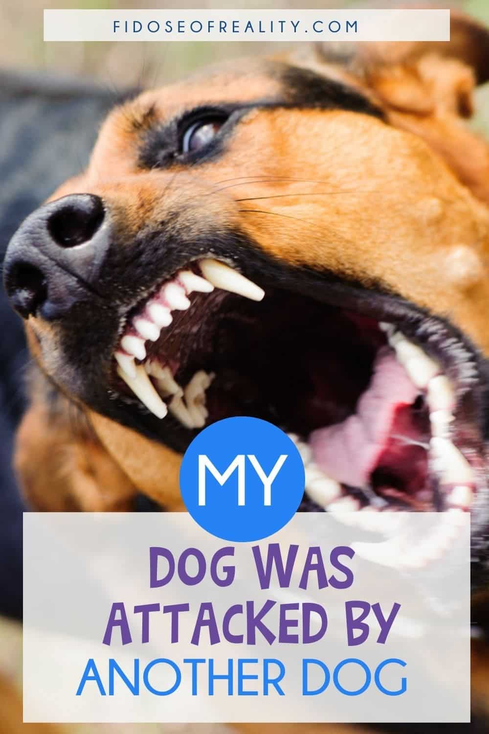 My Dog Was Attacked By Another Dog: How To Recover - Fidose of Reality