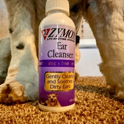 Dog Skin Problems: Caring for Cocker Spaniel Skin - Fidose of Reality