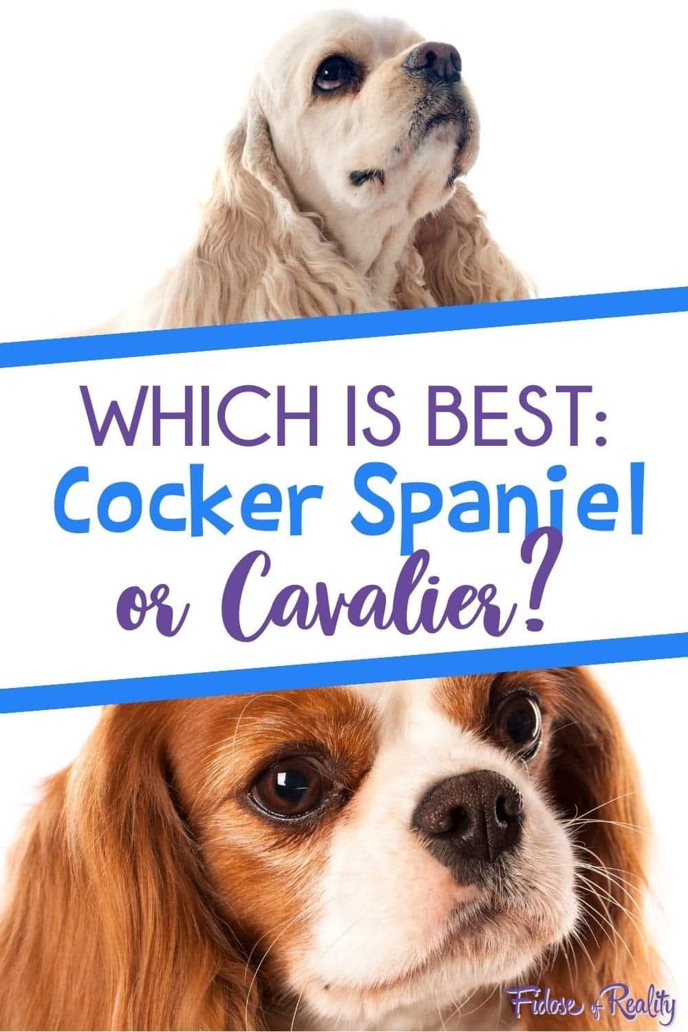 Cocker Spaniel vs Cavalier King Charles Spaniel - Fidose of Reality