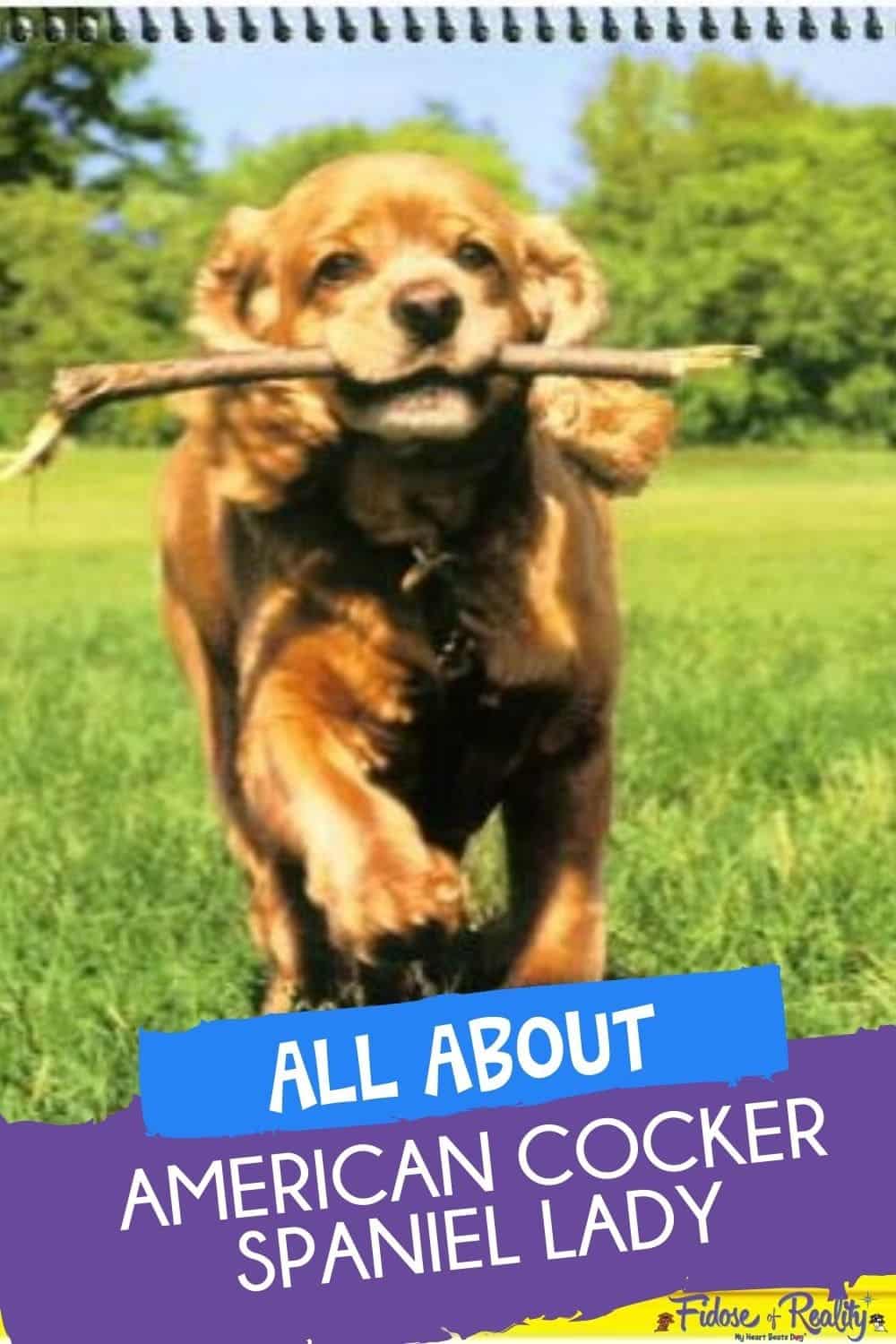 All About American Cocker Spaniel Lady - Fidose of Reality