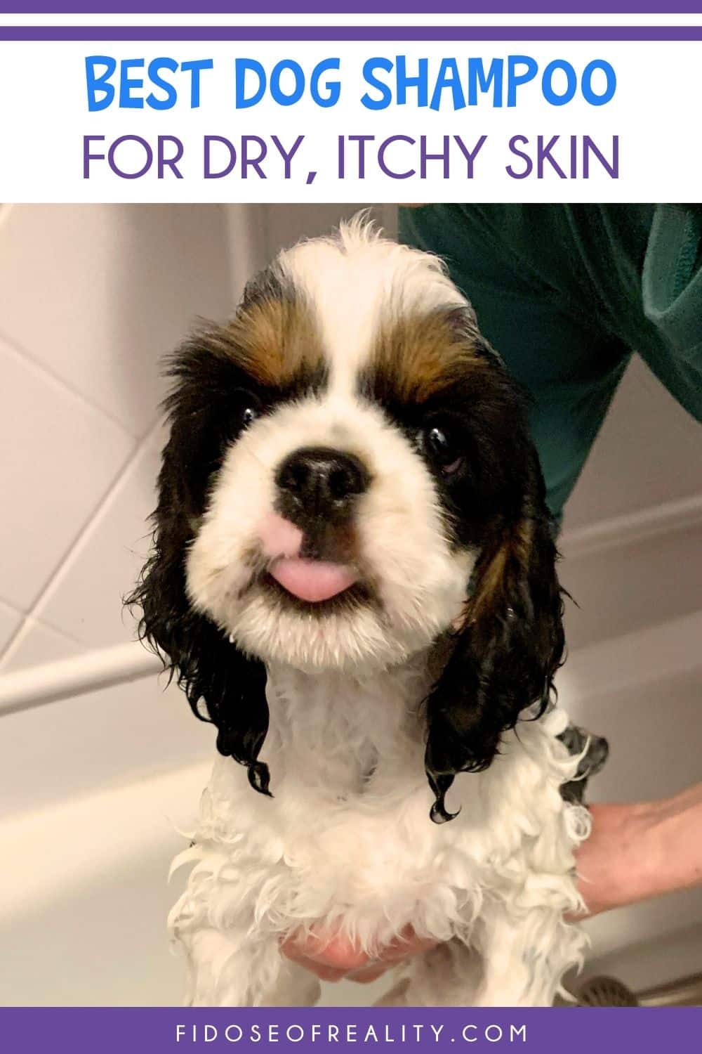 Dog Shampoo for Dry Itchy Skin Veterinarians Recommend - Fidose of Reality
