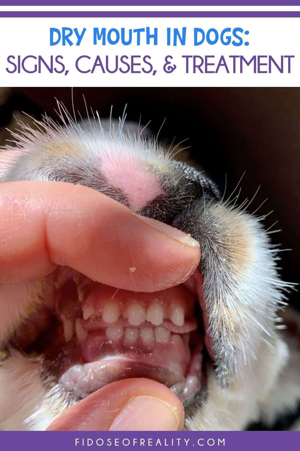 Dry Mouth In Dogs: Signs, Causes, and Symptoms - Fidose of Reality