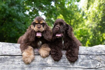 Is Cocker Spaniel Rage Syndrome Fact or Fiction? - Fidose of Reality