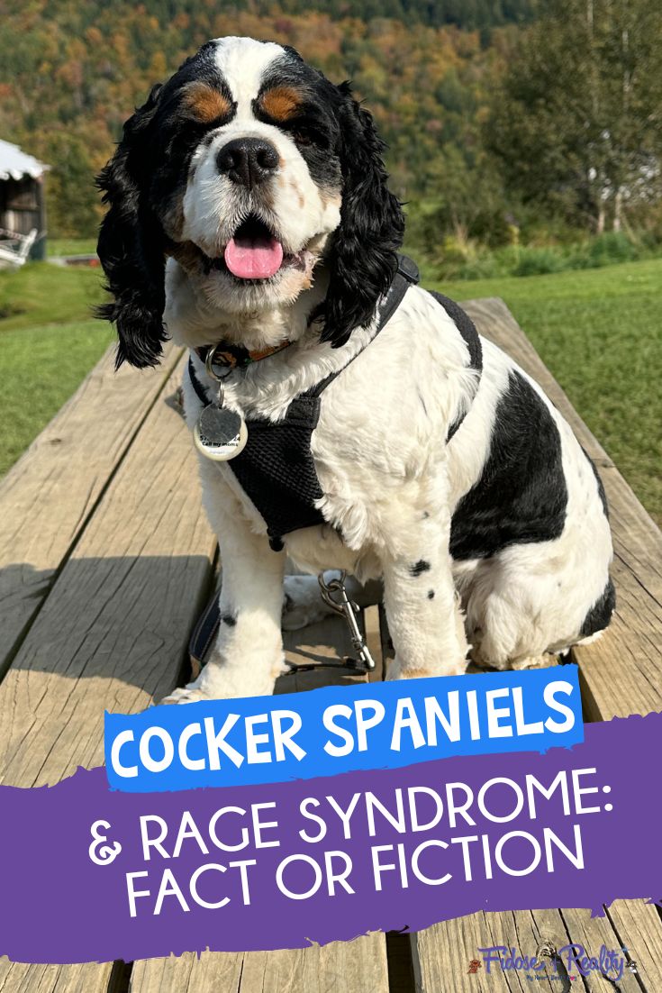 Is Cocker Spaniel Rage Syndrome Fact or Fiction? - Fidose of Reality