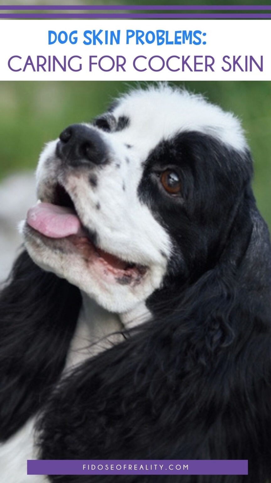 Dog Skin Problems: Caring for Cocker Spaniel Skin - Fidose of Reality