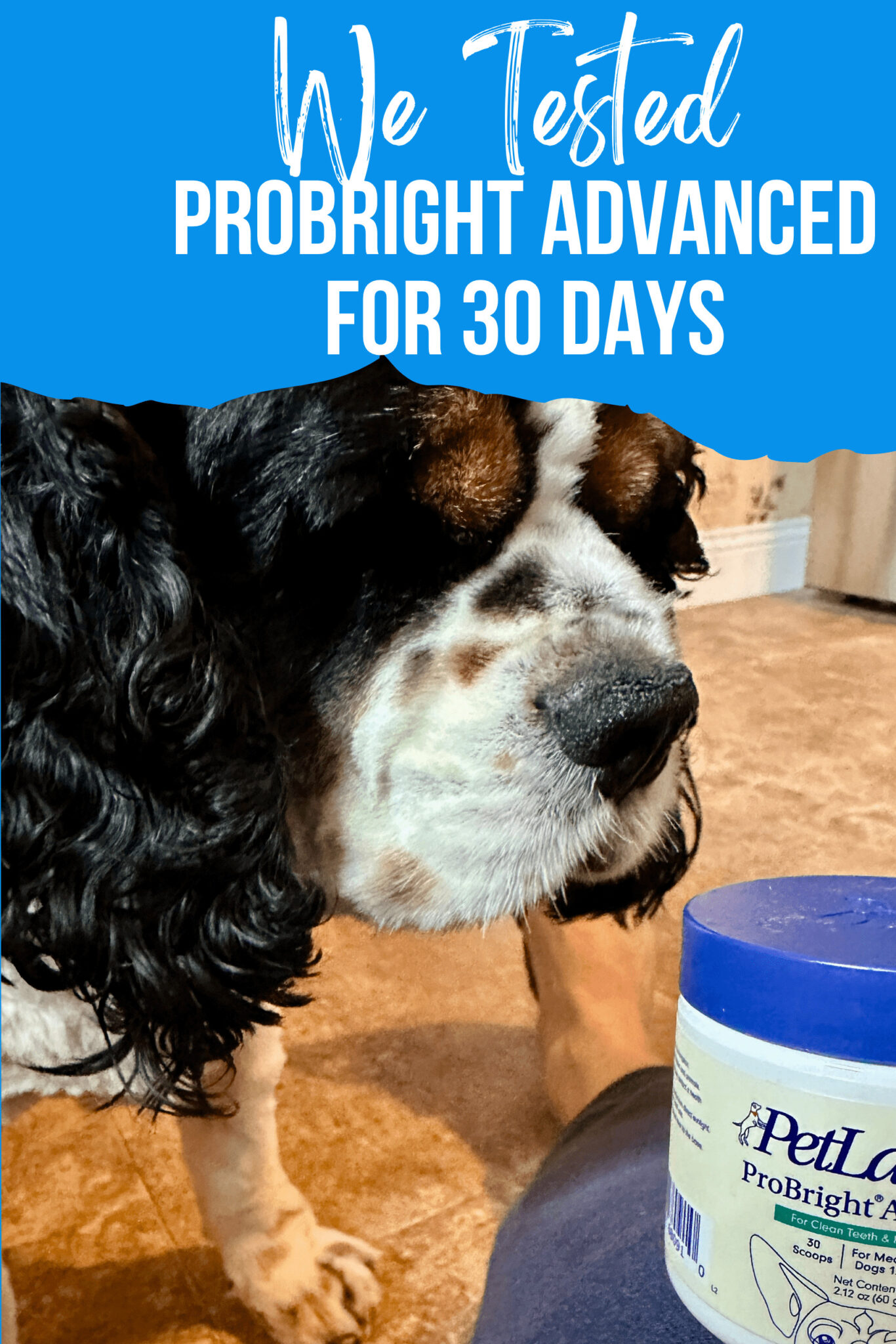 PetLab Co. Review: Testing Out ProBright Advanced Dental Powder for ...