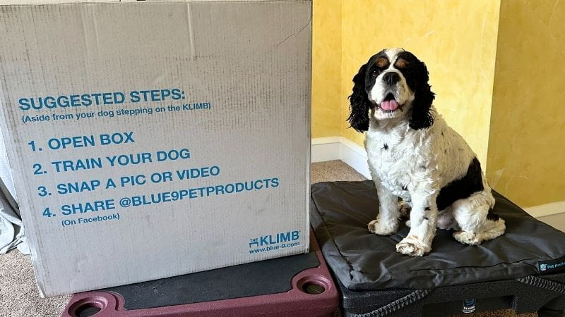 Fun Indoor Activities for Dogs: How To Keep Dogs Active In Winter ...